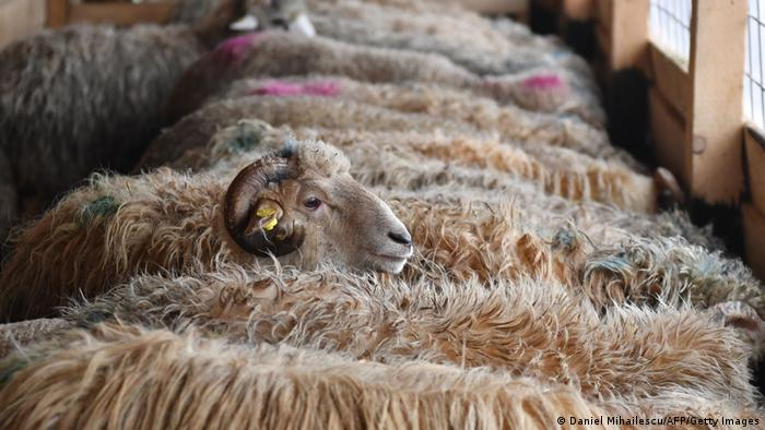Suez Canal: Animal catastrophe. Live sheep ‘stuck’ at risk of mass ...